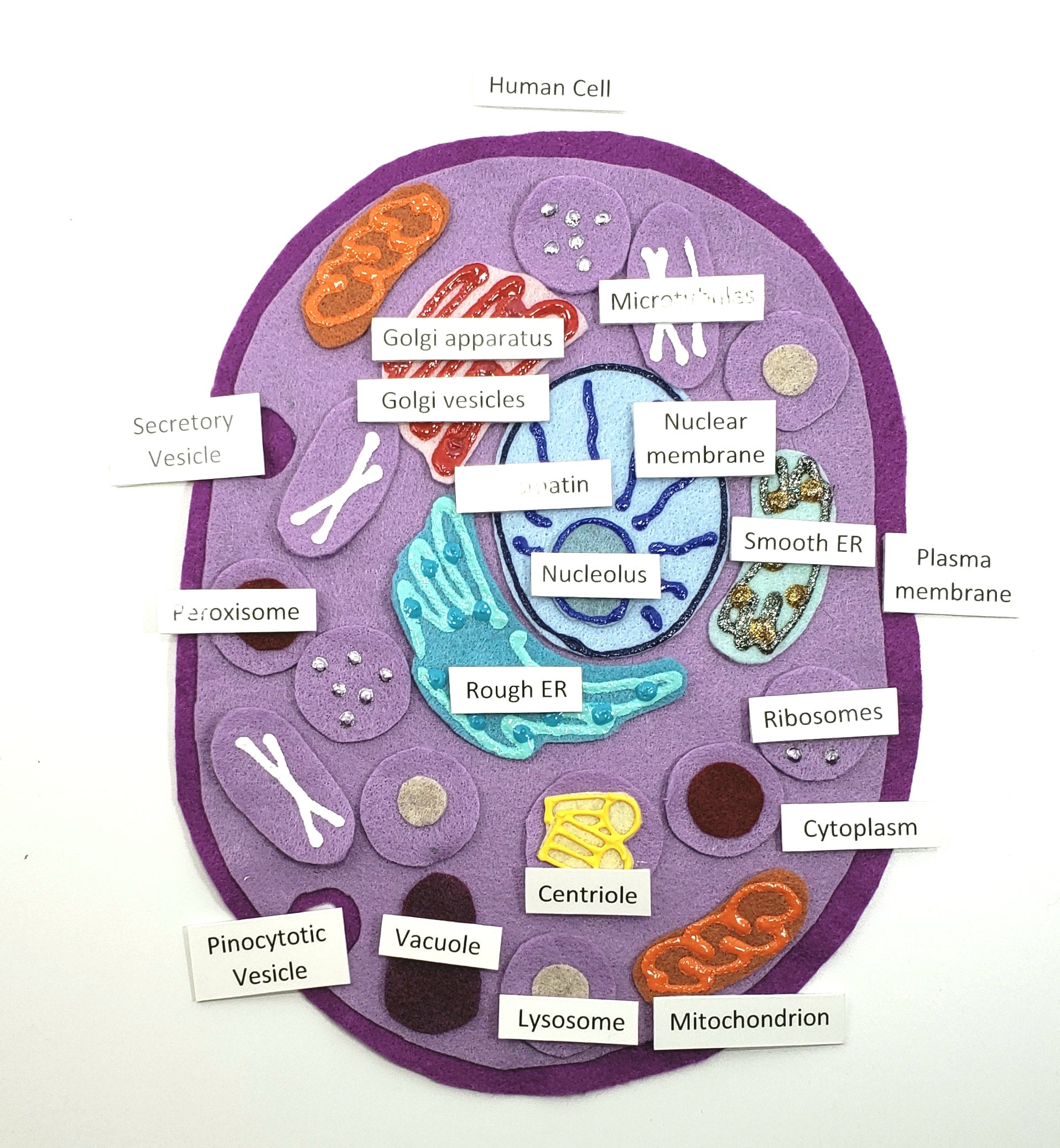 Human cell anatomy- parts of the human cell | Twig and Daisy