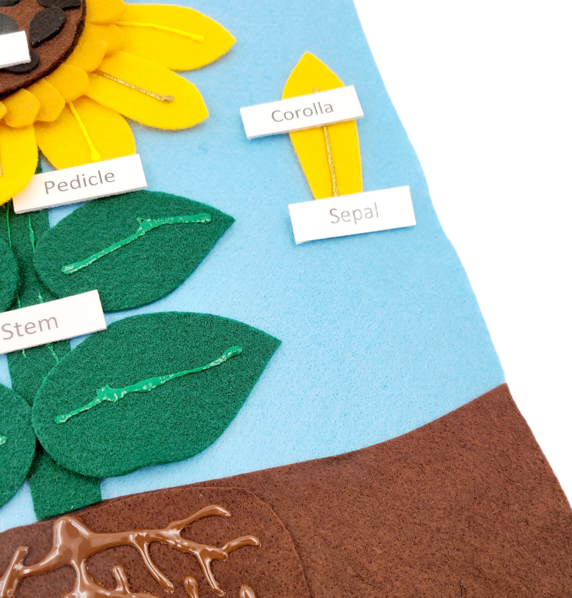 Sunflower anatomy- parts of the sunflowee | Twig and Daisy