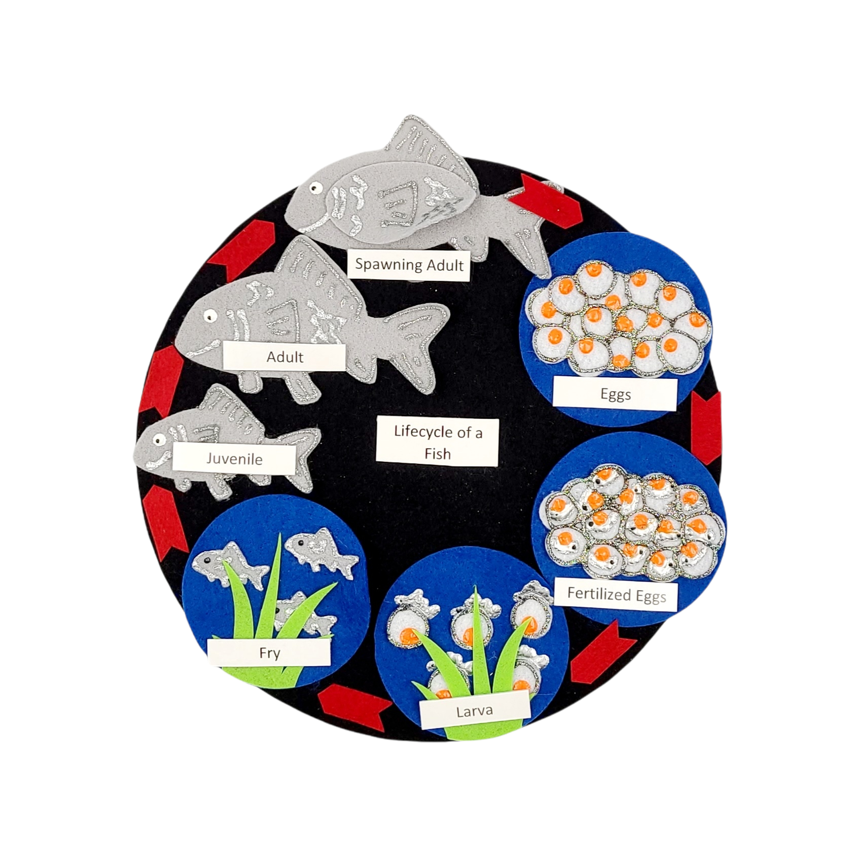 Fish Life Cycle | Twig and Daisy